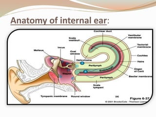 Anatomy internal ear | PPTX
