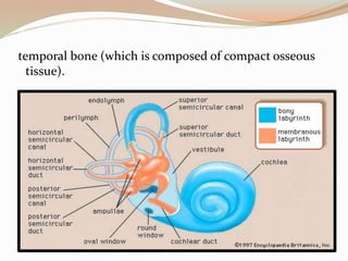 Anatomy internal ear | PPTX