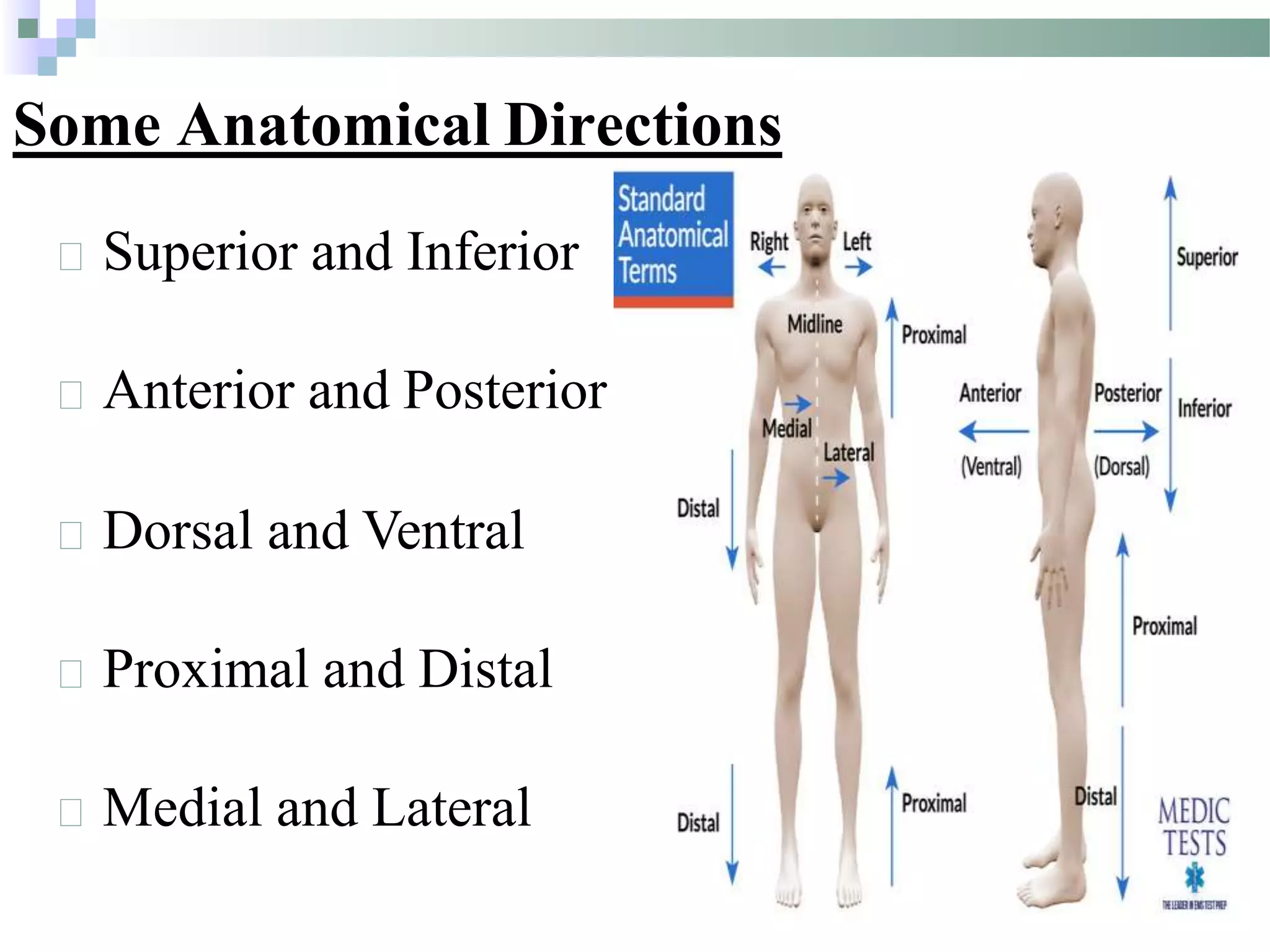 ANATOMY INTRO.pptx