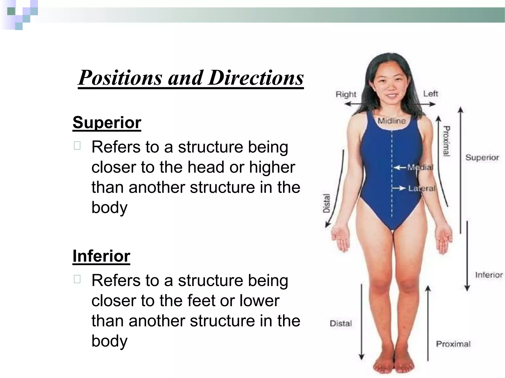 ANATOMY INTRO.pptx