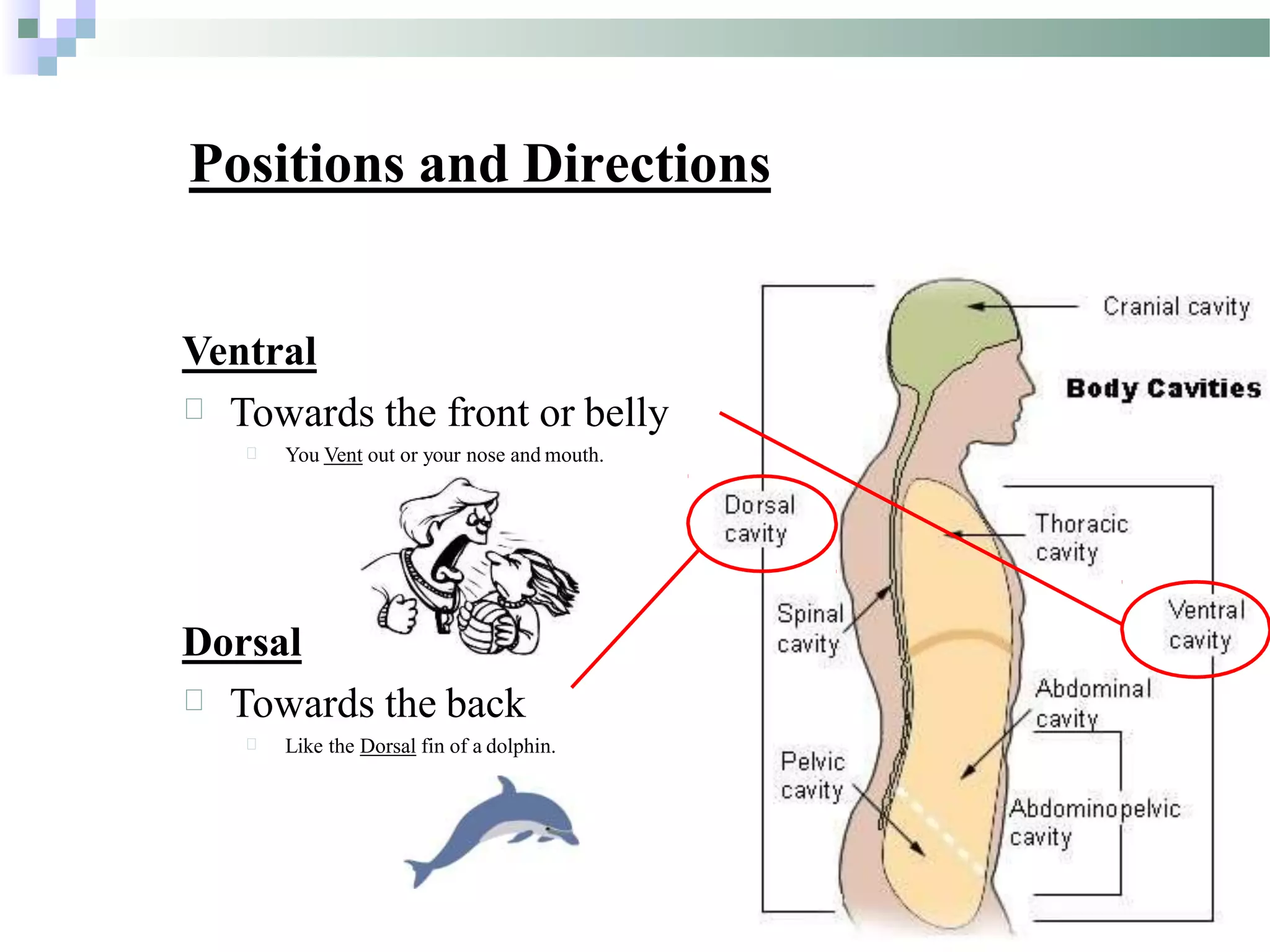 ANATOMY INTRO.pptx