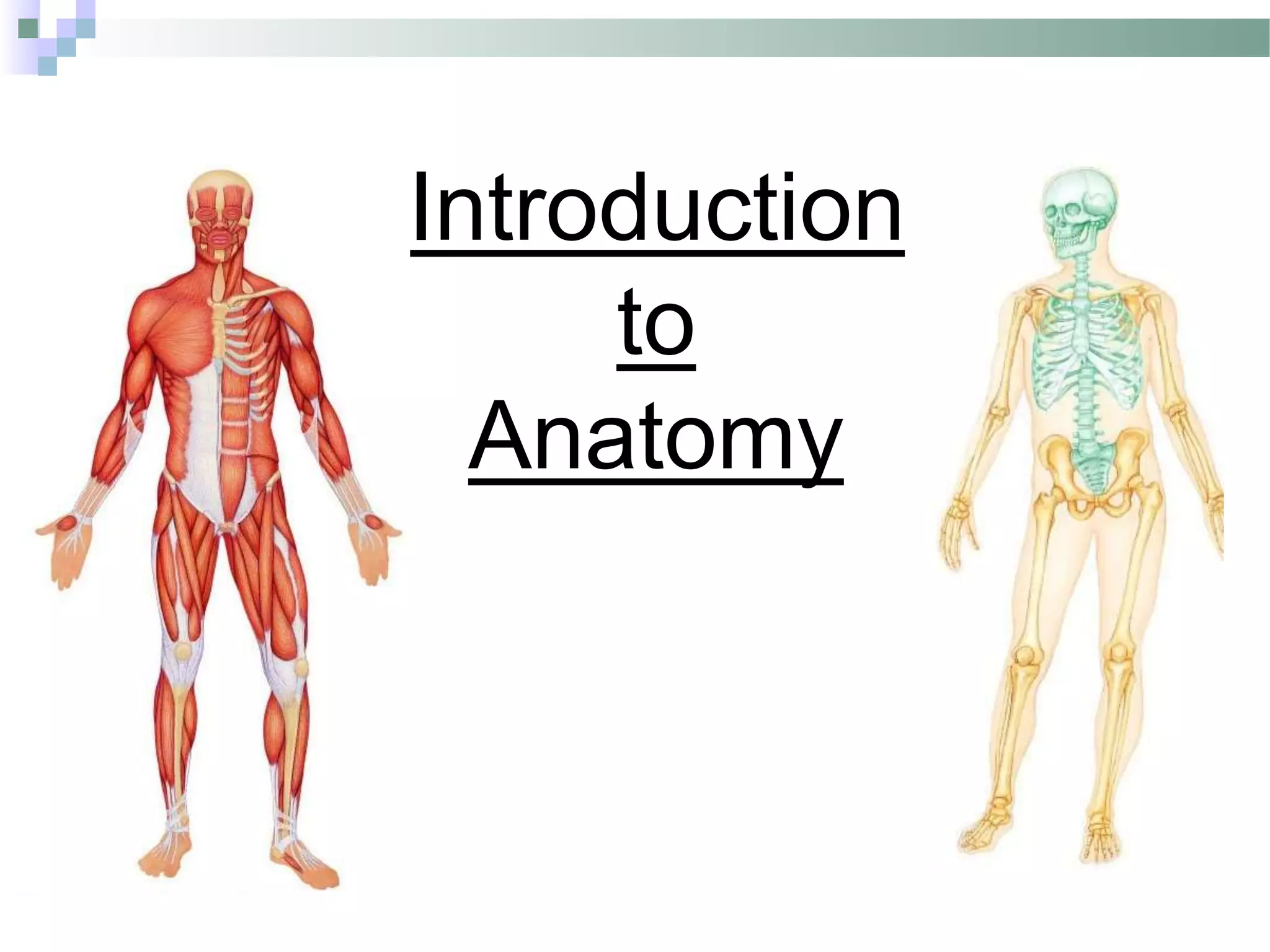 ANATOMY INTRO.pptx