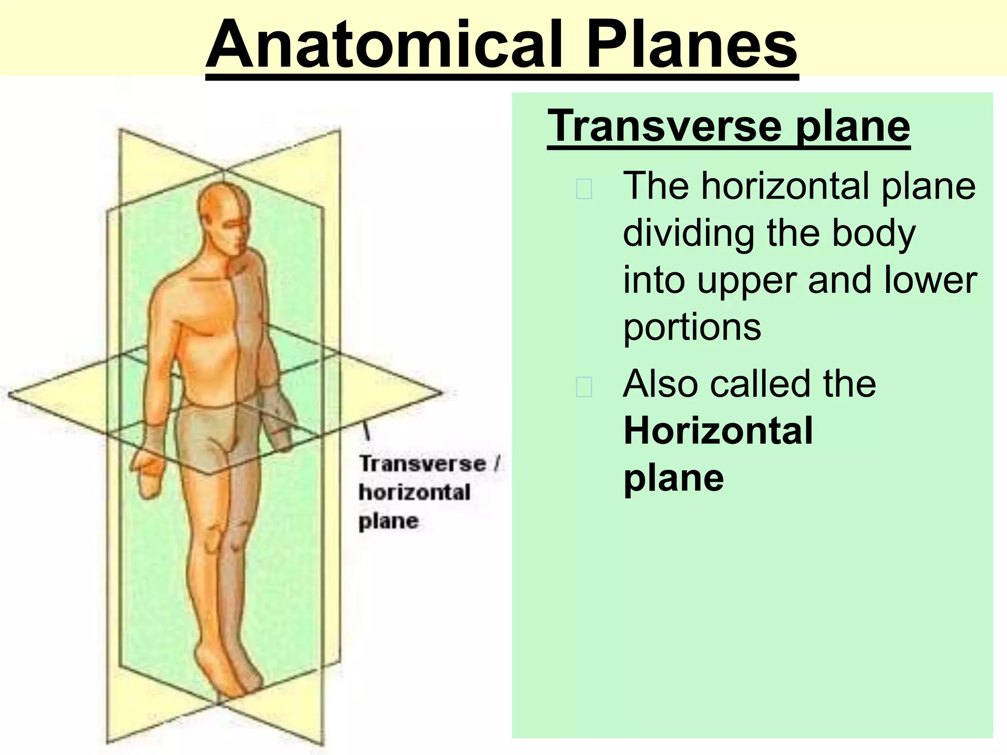 ANATOMY INTRO.pptx