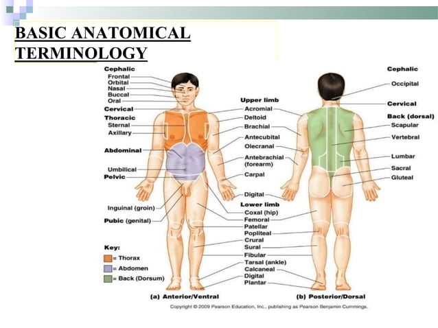 ANATOMY INTRO.pptx