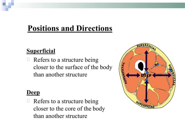 ANATOMY INTRO.pptx