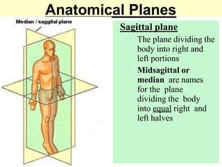 ANATOMY INTRO.pptx