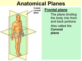 ANATOMY INTRO.pptx