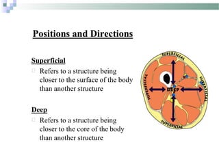 anatomyintro-230110134713-af447fb7 2.pdf