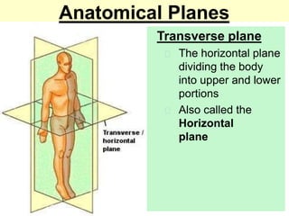 anatomyintro-230110134713-af447fb7 2.pdf