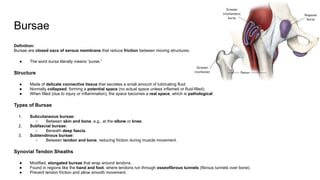 Anatomy Intro 1.pdf for Moores anatomy book | PDF