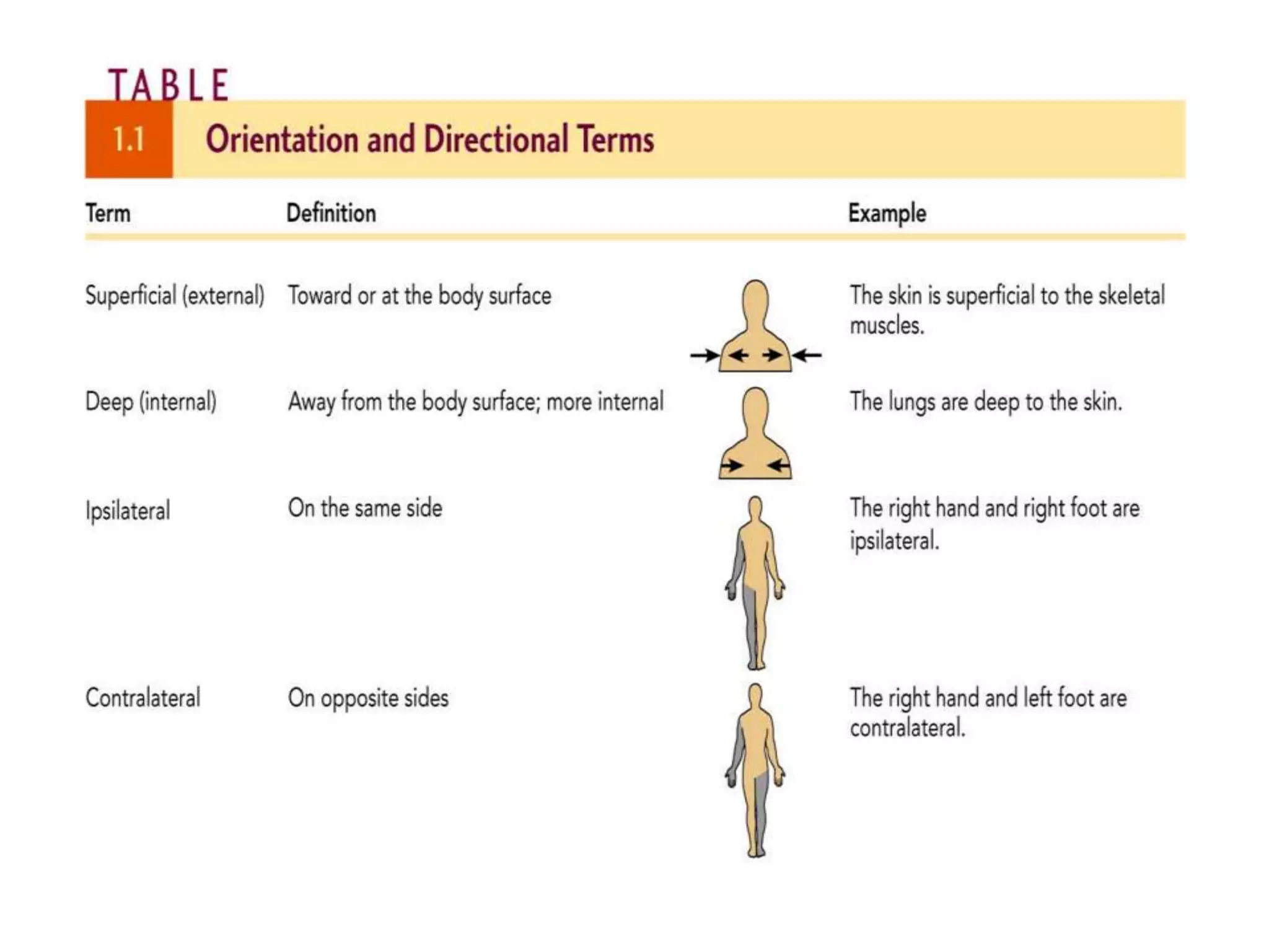 Anatomy introduction SlideShare | PPTX