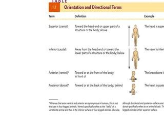 Anatomy introduction SlideShare | PPTX