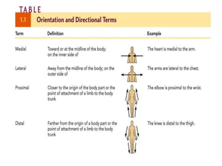 Anatomy introduction SlideShare | PPTX