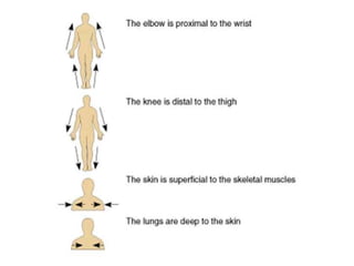 Anatomy introduction SlideShare | PPTX