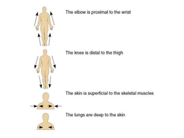 Anatomy introduction SlideShare | PPT