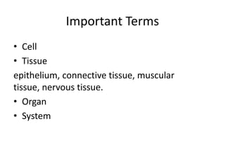 Anatomy introduction SlideShare | PPTX