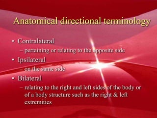 Anatomy introduction | PPT