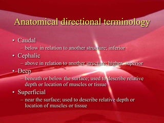 Anatomy introduction | PPT