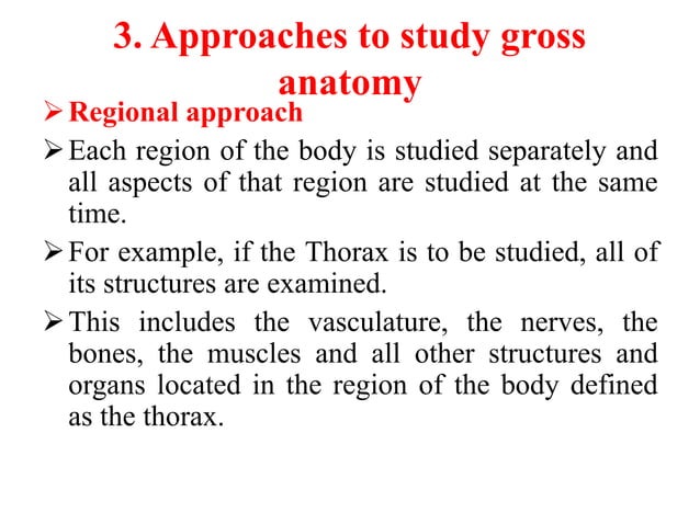 anatomy introduction.pptx