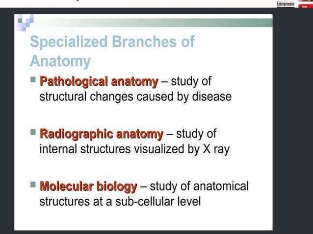 Anatomy Introduction.ppt | Free Download