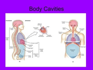 Anatomy Introduction.ppt