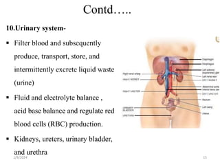 Anatomy introduction.pptx
