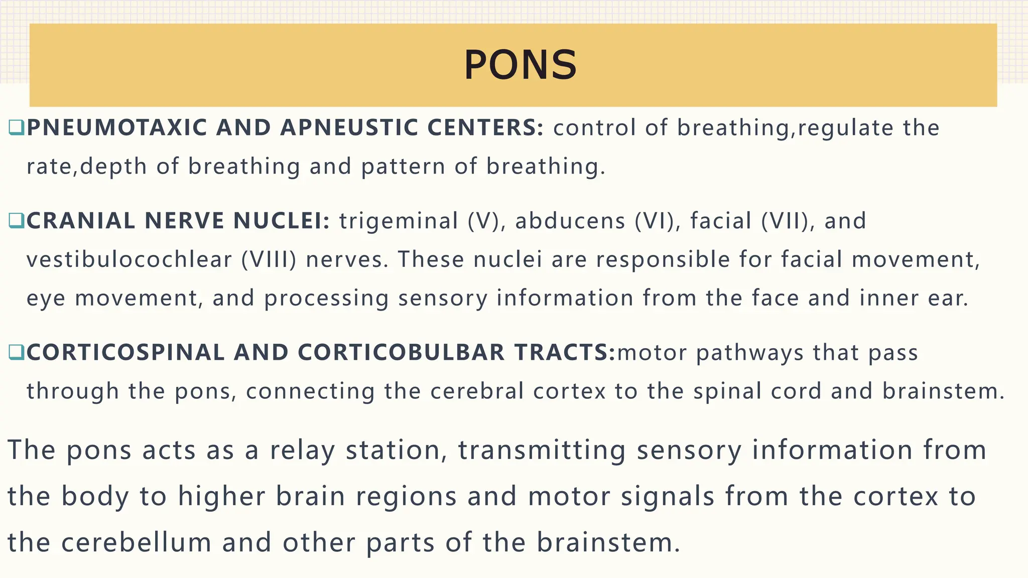 Anatomy of the brainstem.pptx/ cerebrum, pons and medulla oblongata ...