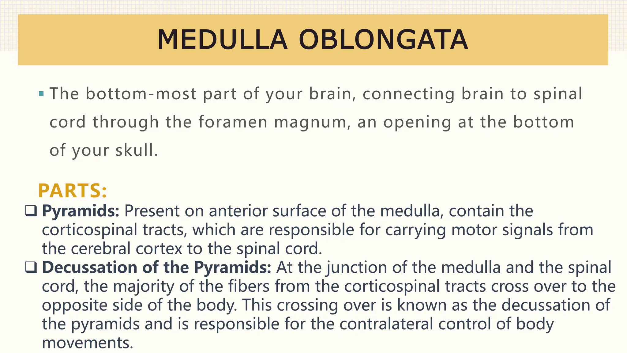 Anatomy of the brainstem.pptx/ cerebrum, pons and medulla oblongata ...