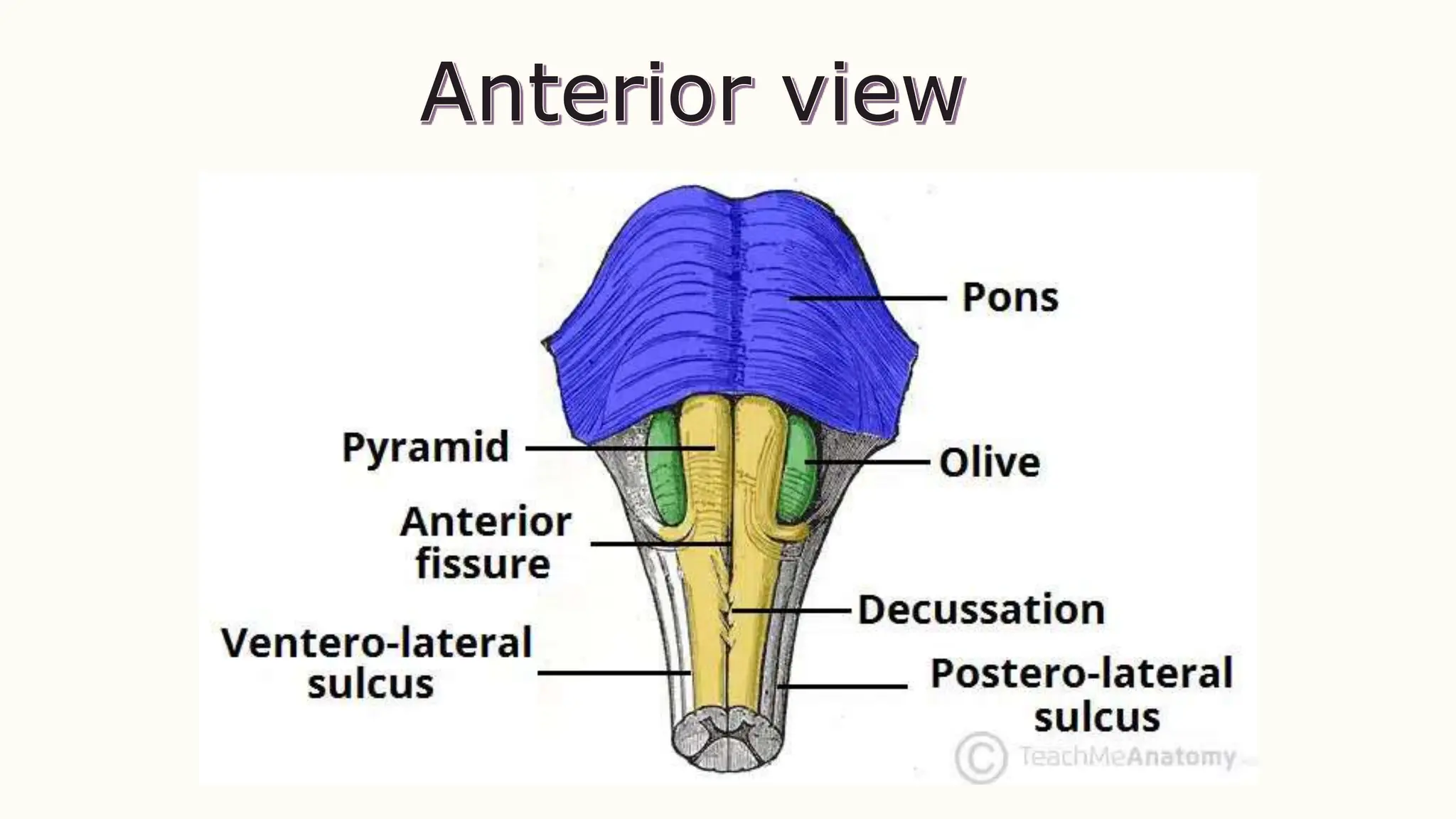Anatomy of the brainstem.pptx/ cerebrum, pons and medulla oblongata parts and detailed ...