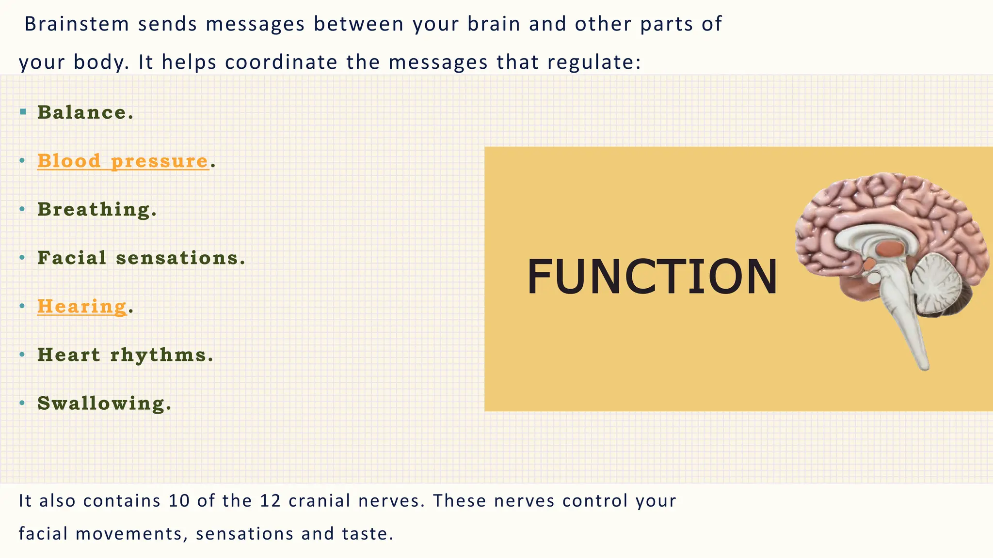Anatomy of the brainstem.pptx/ cerebrum, pons and medulla oblongata ...