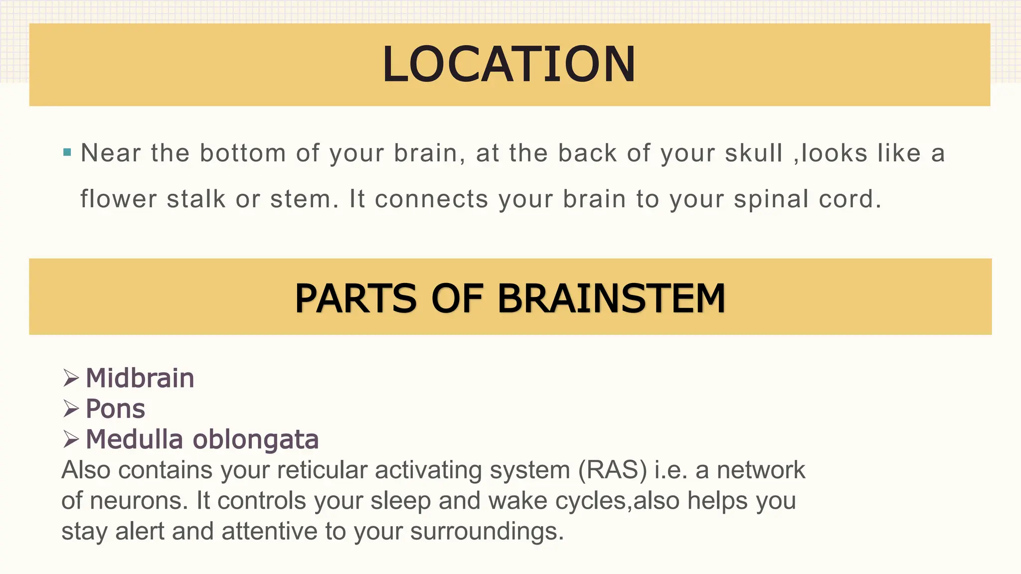 Anatomy of the brainstem.pptx/ cerebrum, pons and medulla oblongata parts and detailed ...