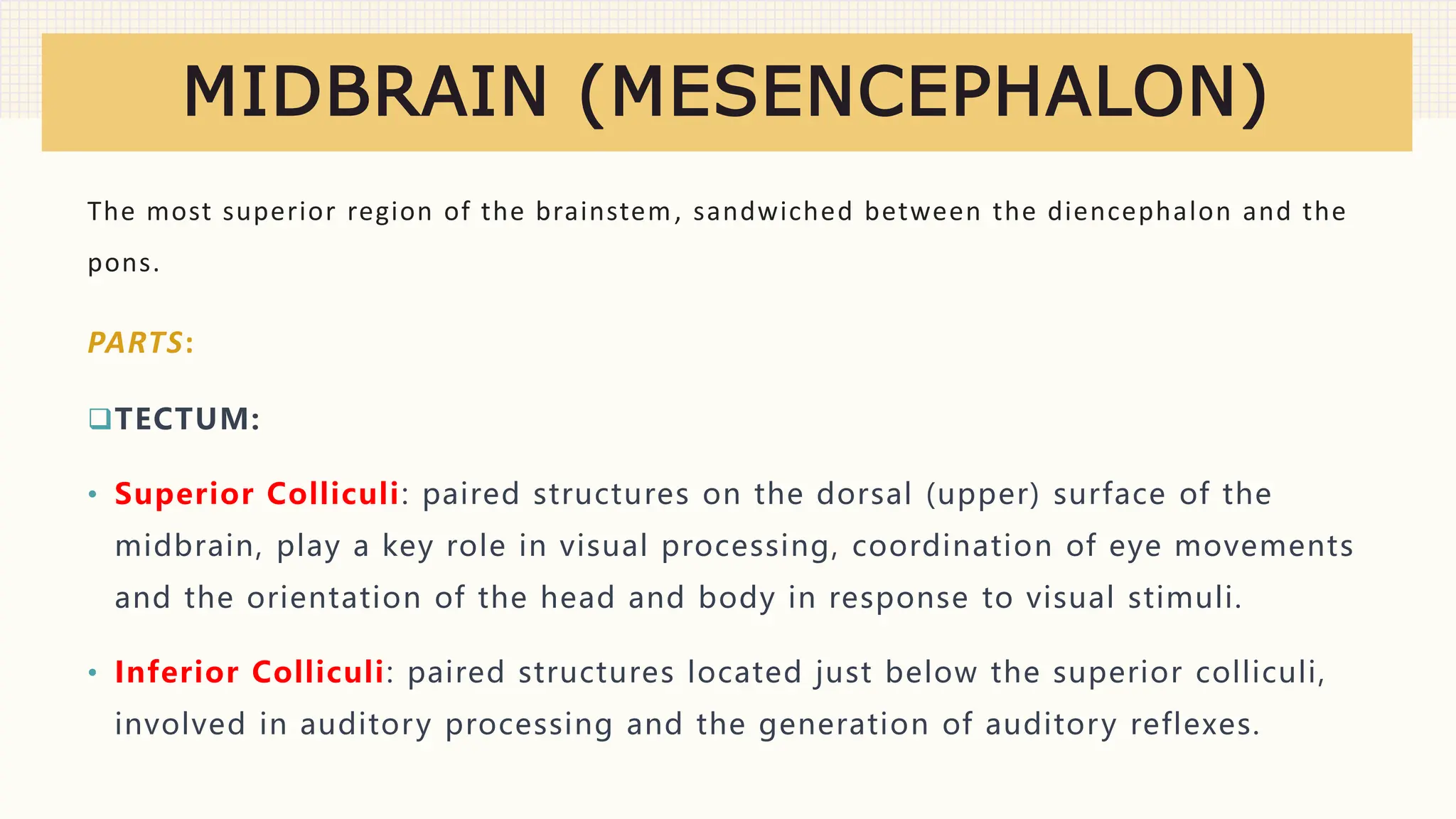 Anatomy of the brainstem.pptx/ cerebrum, pons and medulla oblongata ...