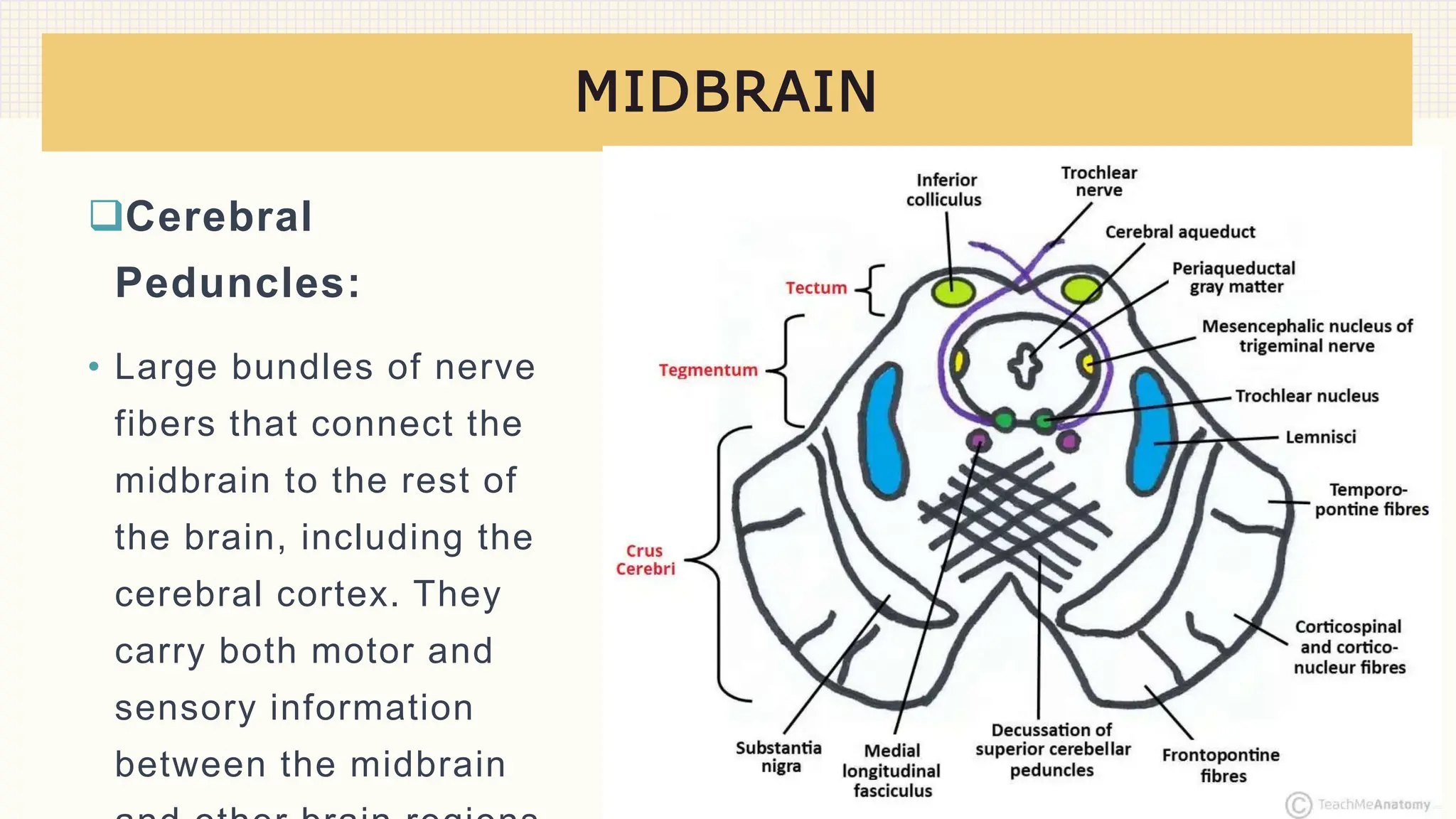 Anatomy of the brainstem.pptx/ cerebrum, pons and medulla oblongata ...