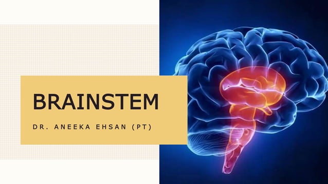 Anatomy of the brainstem.pptx/ cerebrum, pons and medulla oblongata ...