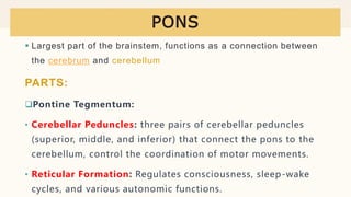 Anatomy of the brainstem.pptx/ cerebrum, pons and medulla oblongata ...