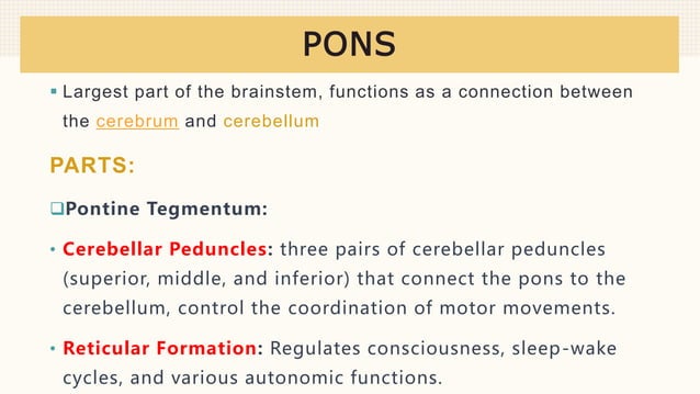 Anatomy of the brainstem.pptx/ cerebrum, pons and medulla oblongata ...