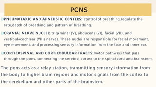 Anatomy of the brainstem.pptx/ cerebrum, pons and medulla oblongata ...