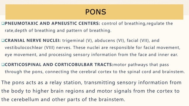 Anatomy of the brainstem.pptx/ cerebrum, pons and medulla oblongata parts and detailed ...