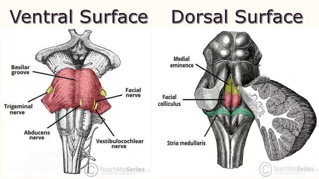 Anatomy of the brainstem.pptx/ cerebrum, pons and medulla oblongata parts and detailed ...