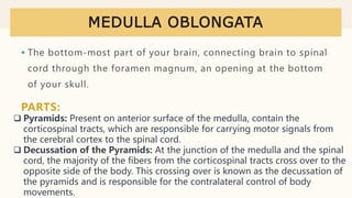 Anatomy of the brainstem.pptx/ cerebrum, pons and medulla oblongata ...