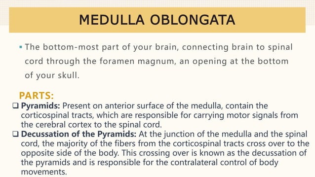 Anatomy of the brainstem.pptx/ cerebrum, pons and medulla oblongata parts and detailed ...