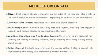 Anatomy of the brainstem.pptx/ cerebrum, pons and medulla oblongata ...
