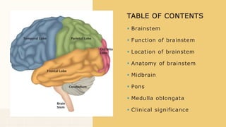 Anatomy of the brainstem.pptx/ cerebrum, pons and medulla oblongata ...