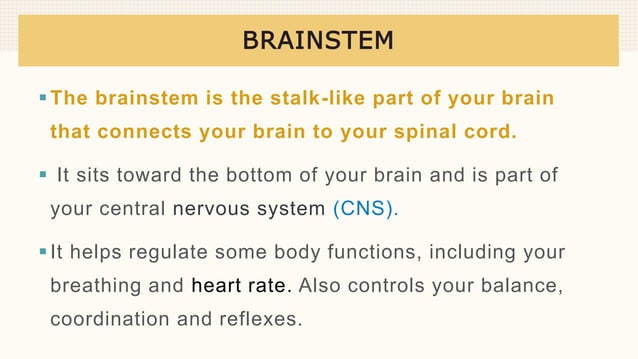 Anatomy of the brainstem.pptx/ cerebrum, pons and medulla oblongata parts and detailed ...