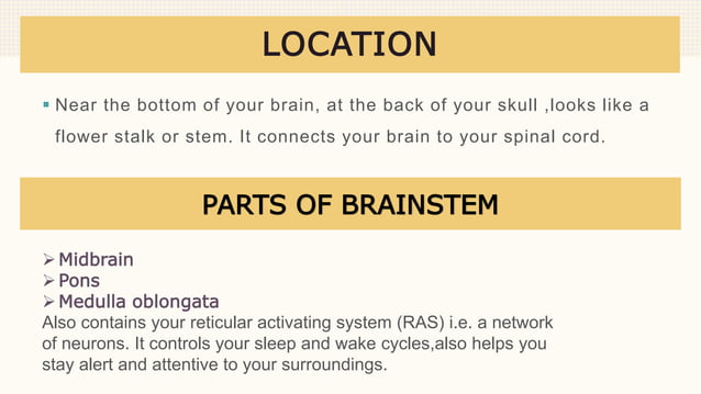 Anatomy of the brainstem.pptx/ cerebrum, pons and medulla oblongata parts and detailed ...