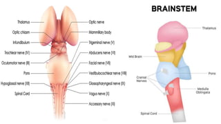 Anatomy of the brainstem.pptx/ cerebrum, pons and medulla oblongata parts and detailed ...