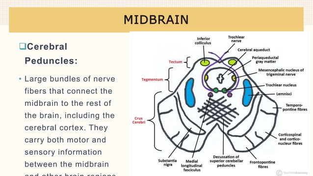 Anatomy of the brainstem.pptx/ cerebrum, pons and medulla oblongata parts and detailed ...