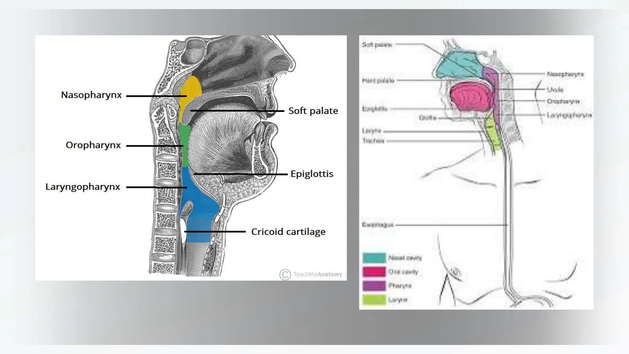 Anatomy pharynx .pptx