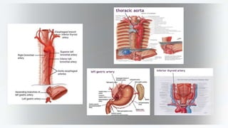Anatomy pharynx .pptx