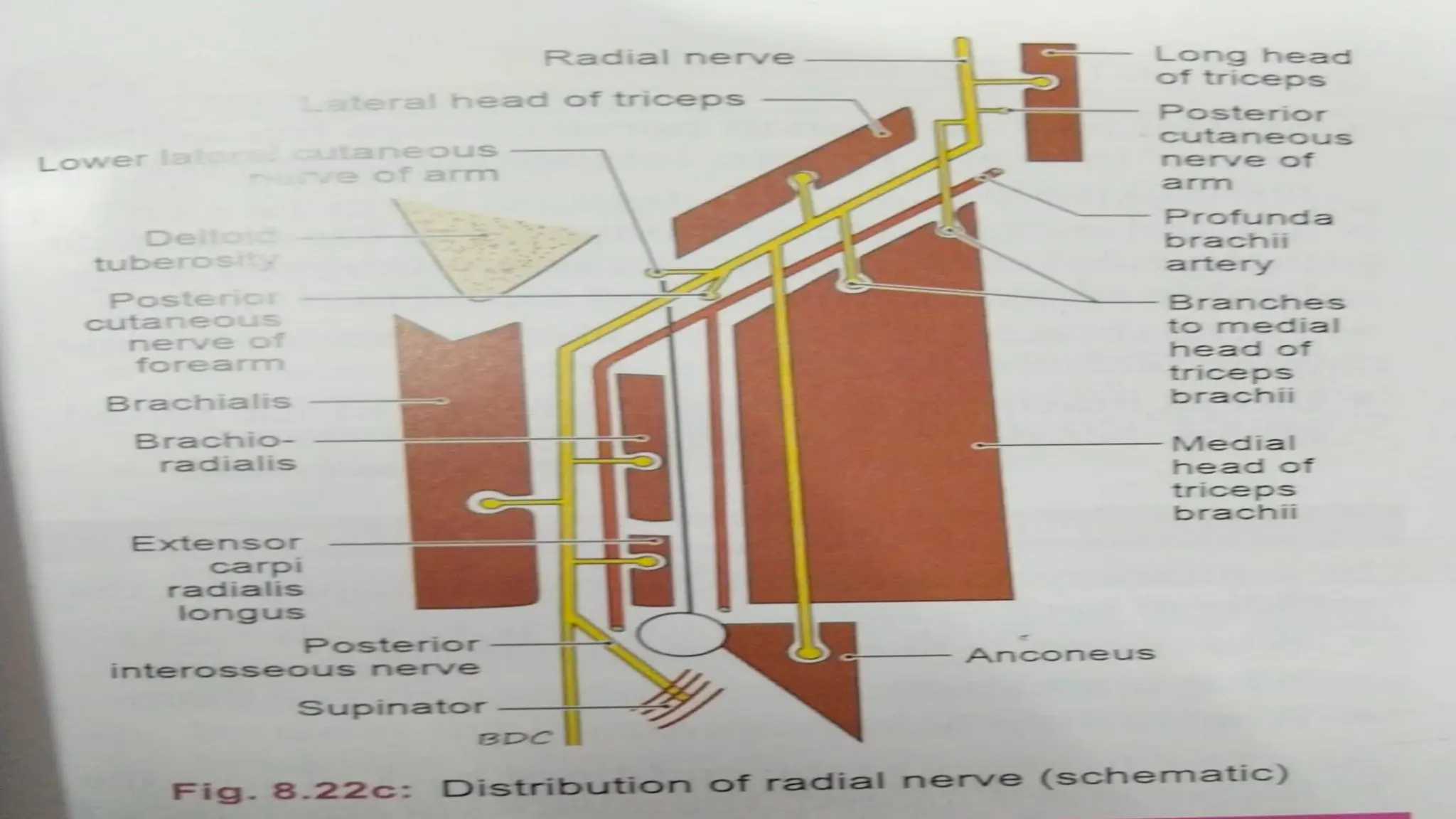 Anatomy of Radial nerve .pptx (I BHMS)) | PDF